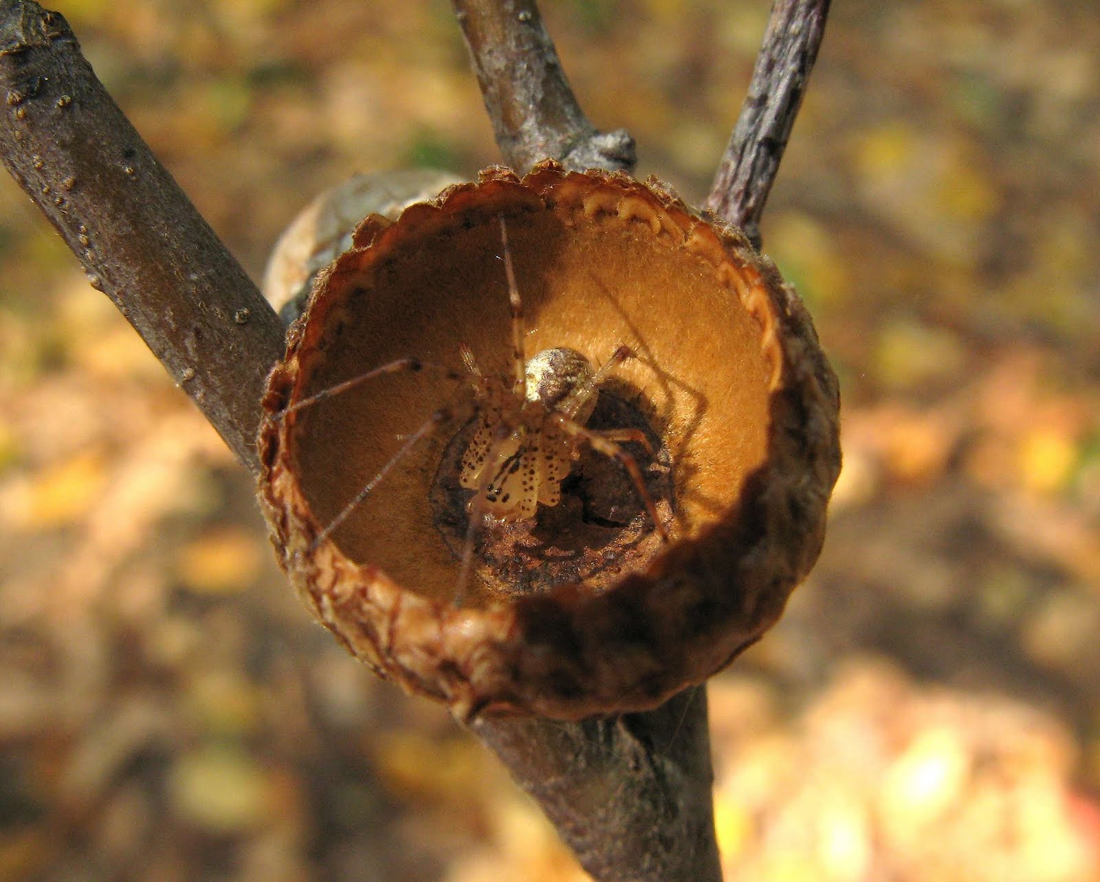 Saratoga woods and waterways: Sunday Afternoon in Heaven