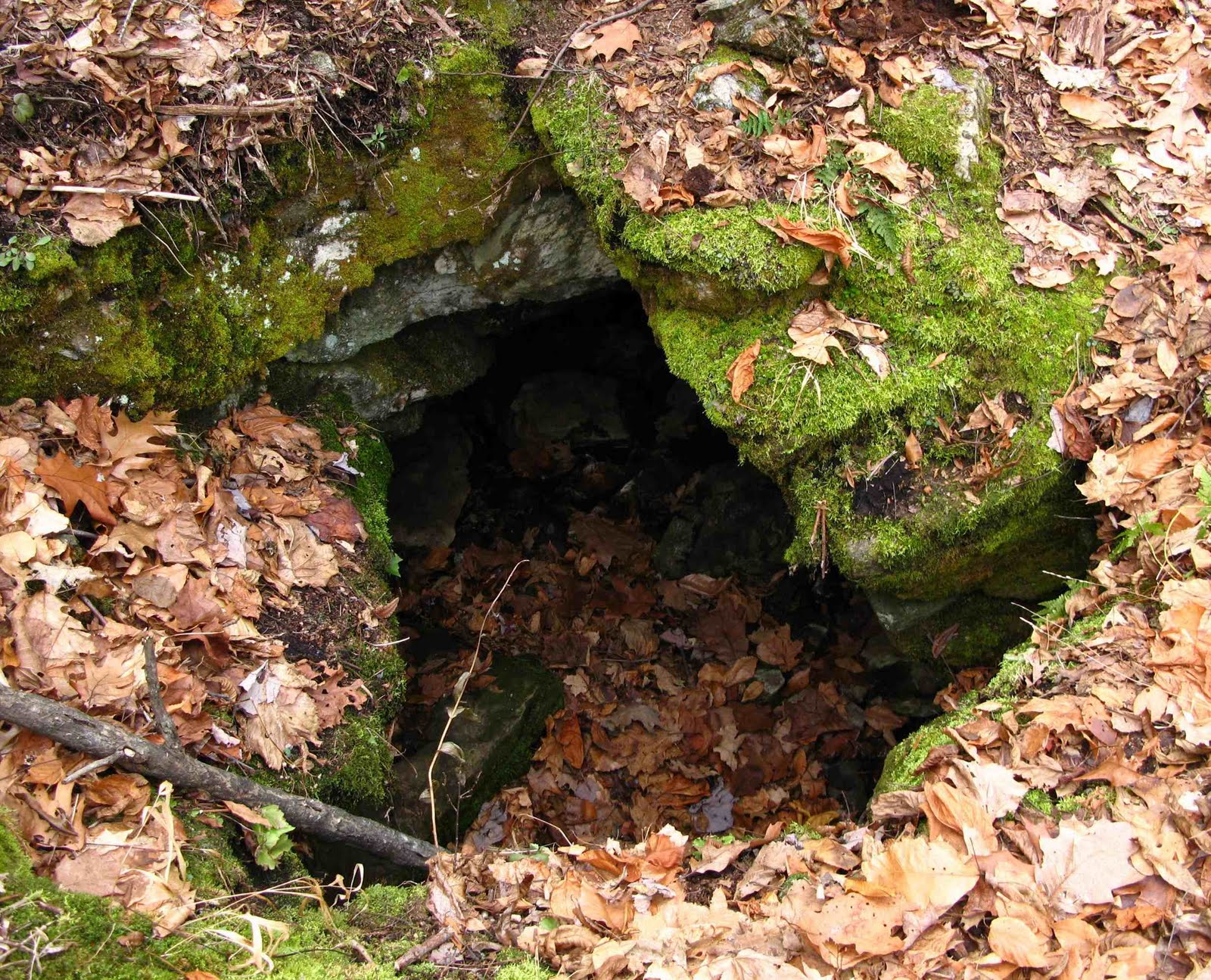 View topic - Swiftclan ( Accepting!) - Chicken Smoothie