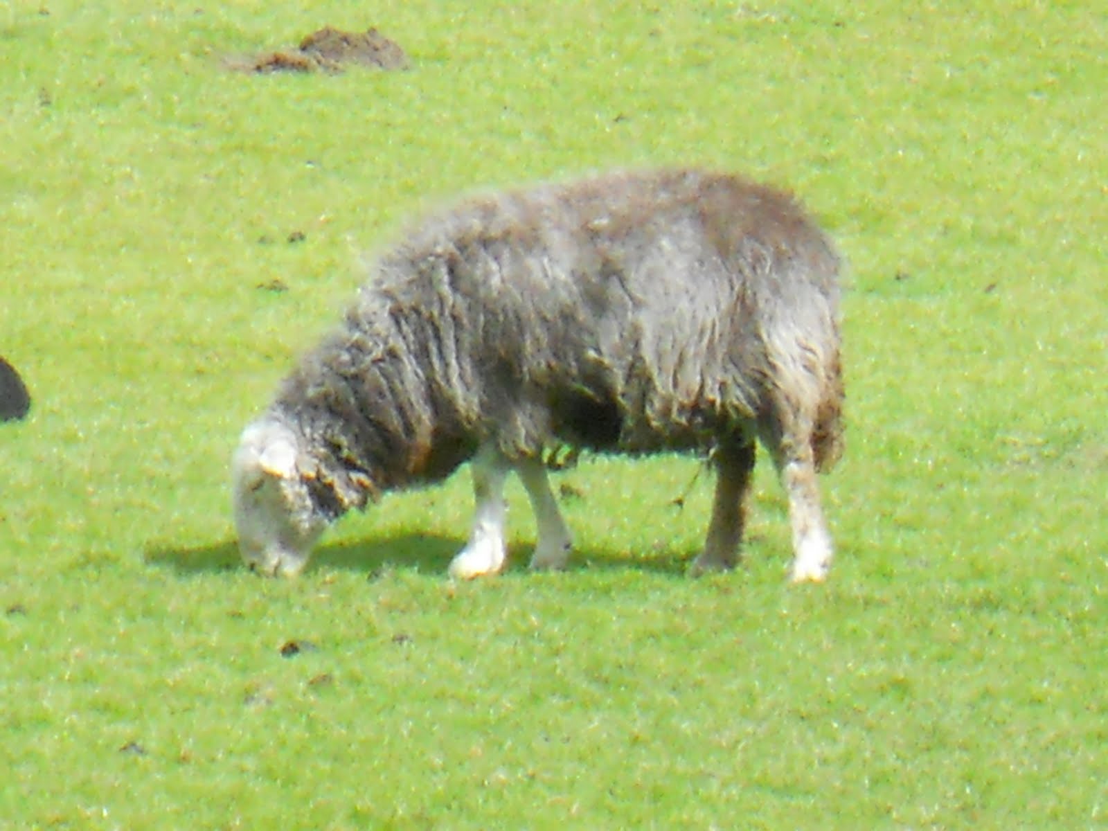Beyond These Words: Beatrix Potter and Herdwick sheep