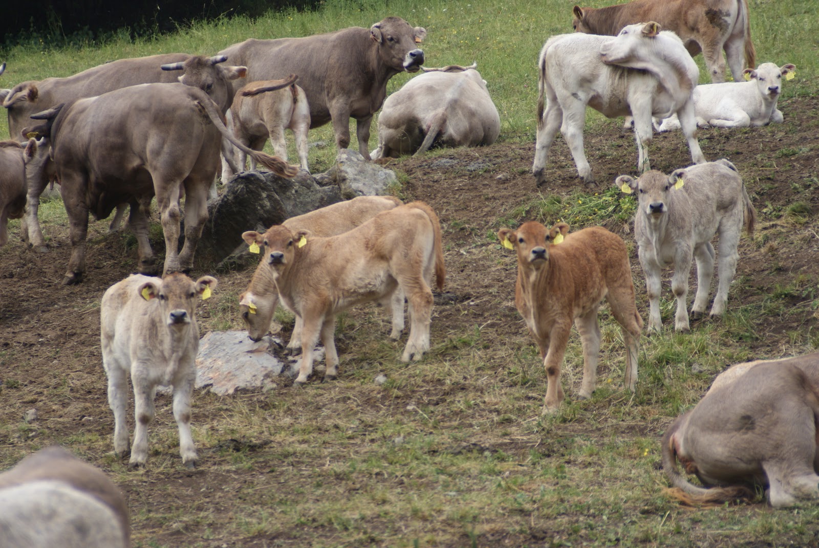 ESPAI DE GALIONAR: Vaques, vaques, vaques.