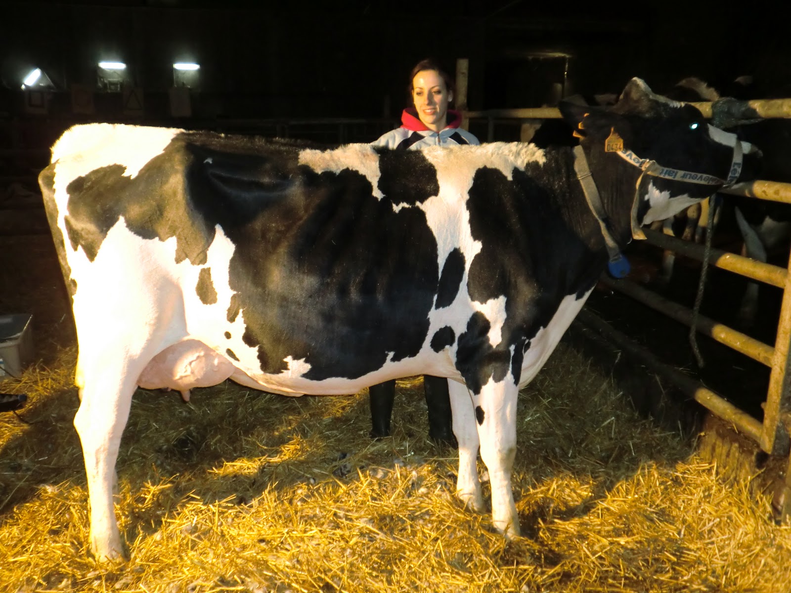 La ferme de Grignon: Présentation des deux vaches