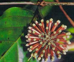 Manfaat Tanaman Gambir ~ Turindra Corporation Indonesia (TCI)