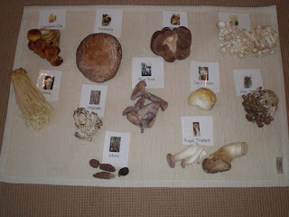 Montessori in Bloom: Taxonomy and the Fungi Kingdom