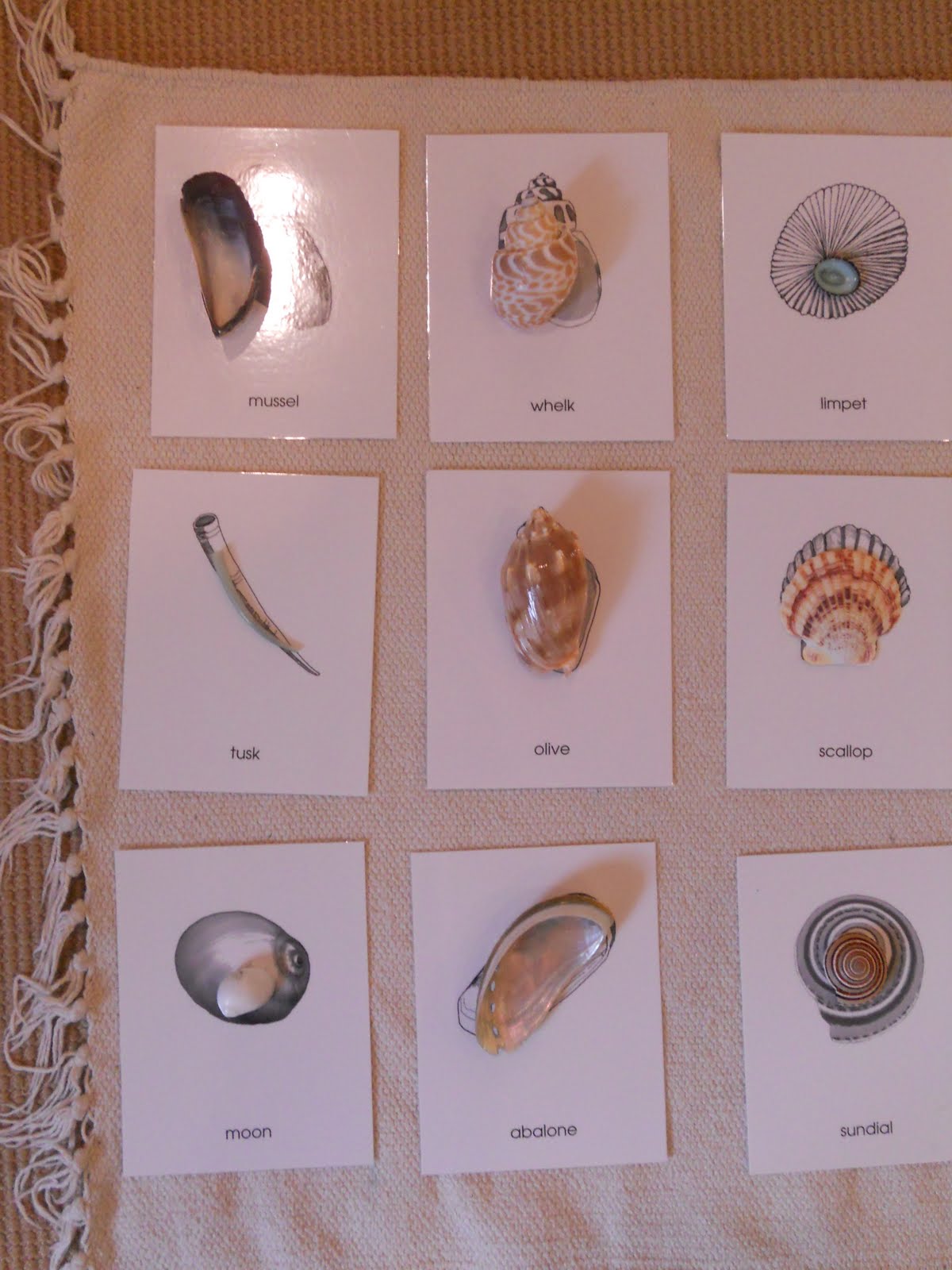 Montessori in Bloom: Taxonomy and the Animal Kingdom: Mollusks- Part One