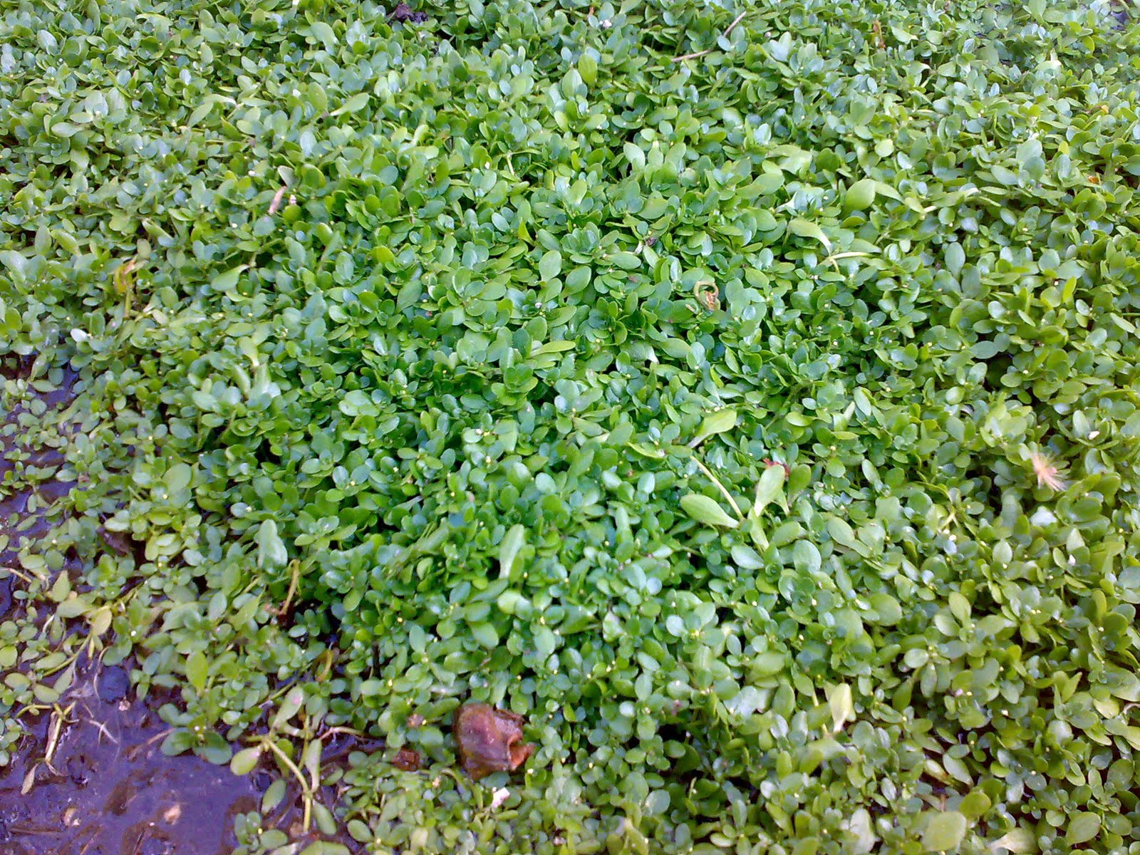 homepeixe: Más sobre plantas acuaticas en nuestros rios