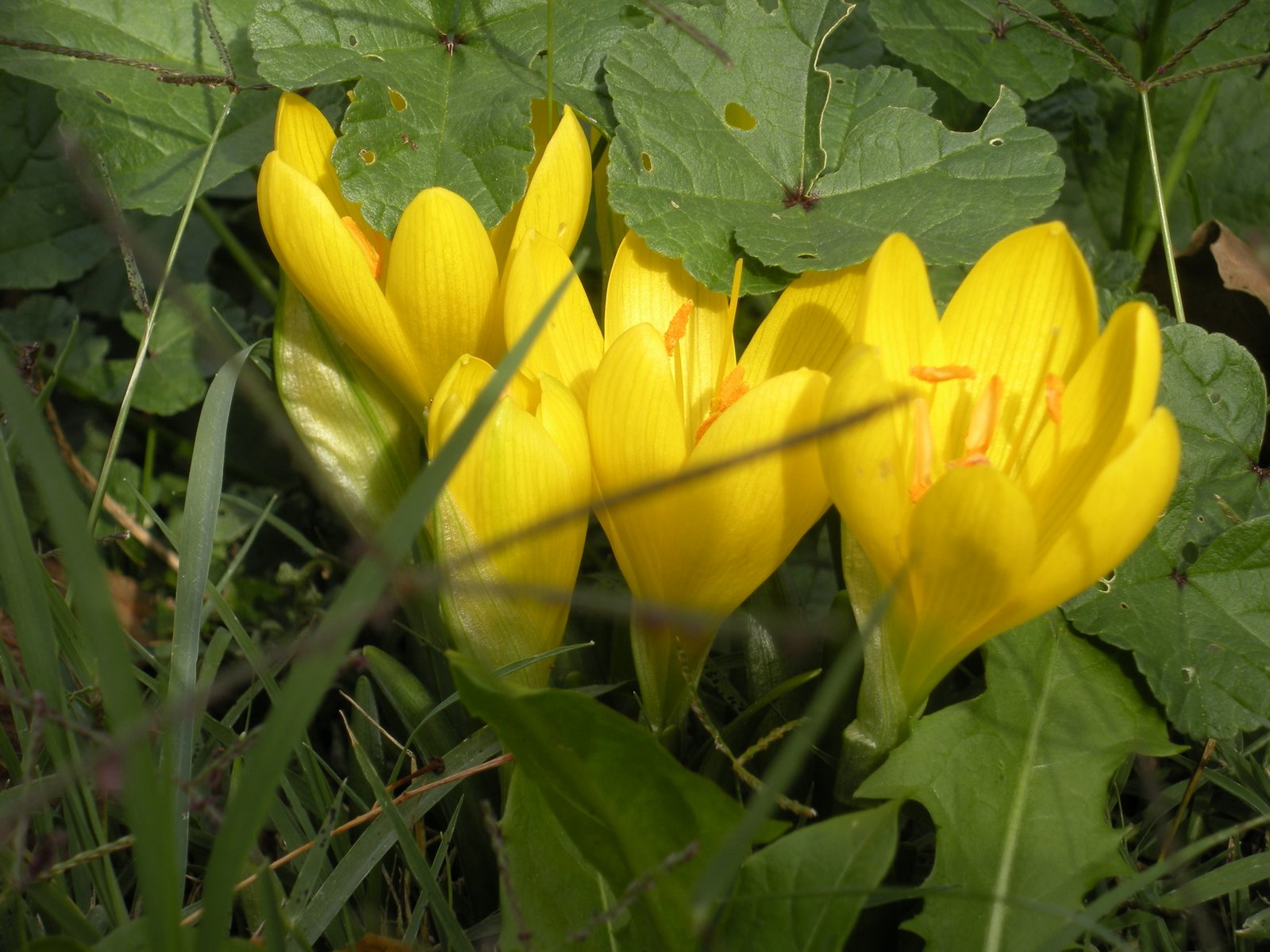 PETITES HISTOIRES SANS IMPORTANCE: Colchiques dans les prés ...