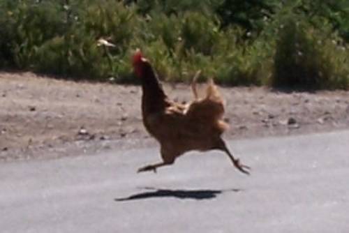 La tinaja de Diógenes: El pollo que cruzó la carretera
