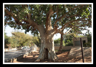 EGIPTO A ROMA: ARBOL CON 2.000 AÑOS DONDE SUBIO ZAQUEO PARA VER A JESUS