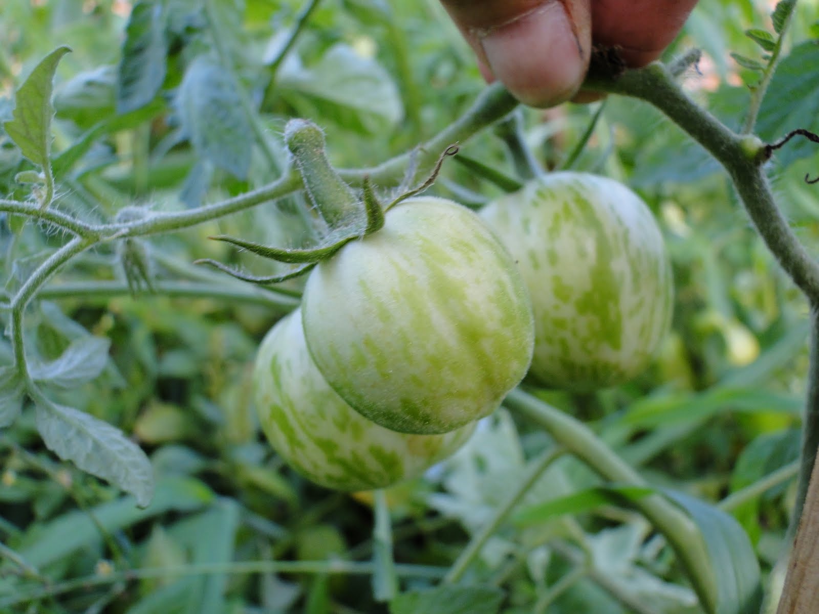 Kertem Bogláron: Paradicsom termés-verseny