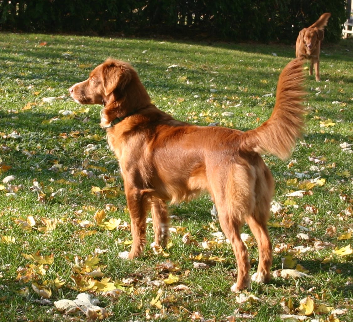 Nova Scotia Duck Toller Puppies: June 2010