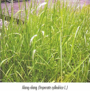 Pecinta Alam Soponyono: ALANG-ALANG