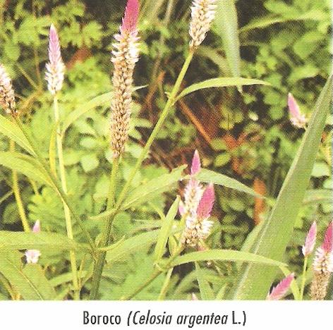 Tanaman Obat Keluarga "Back to Nature": BOROCO / JENGGER AYAM