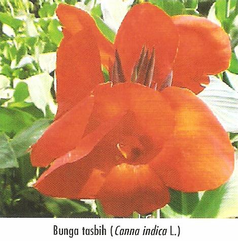 Tanaman Obat Keluarga "Back to Nature": PUSPA NYIDRA / BUNGA TASBIH