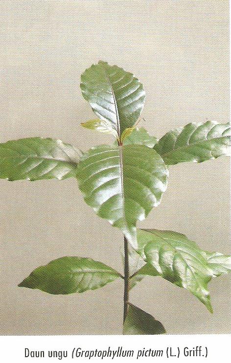 Tanaman Obat Keluarga "Back to Nature": DAUN UNGU