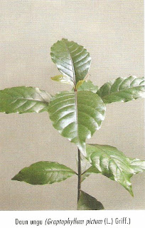 Tanaman Obat Keluarga "Back to Nature": DAUN UNGU