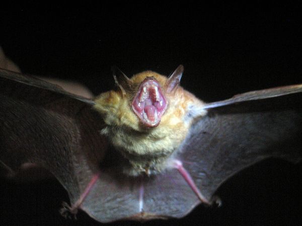 Unique Animals blogs: Rare African Bats, Bats Info and Bat Pictures, Photos