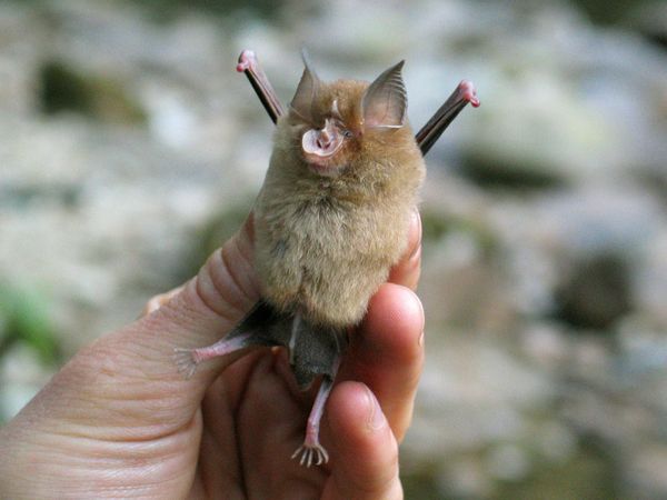 Unique Animals blogs: Rare African Bats, Bats Info and Bat Pictures, Photos