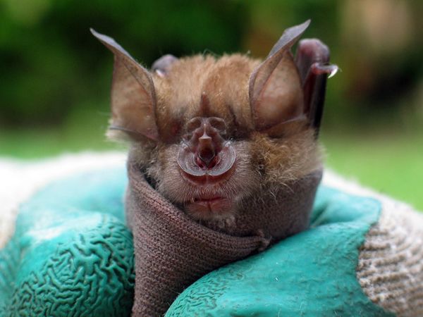 Unique Animals blogs: Rare African Bats, Bats Info and Bat Pictures, Photos