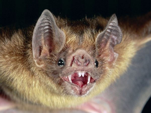 Animals Zoo Park: Rare African Bats, Bats Info and Bat Pictures, Photos