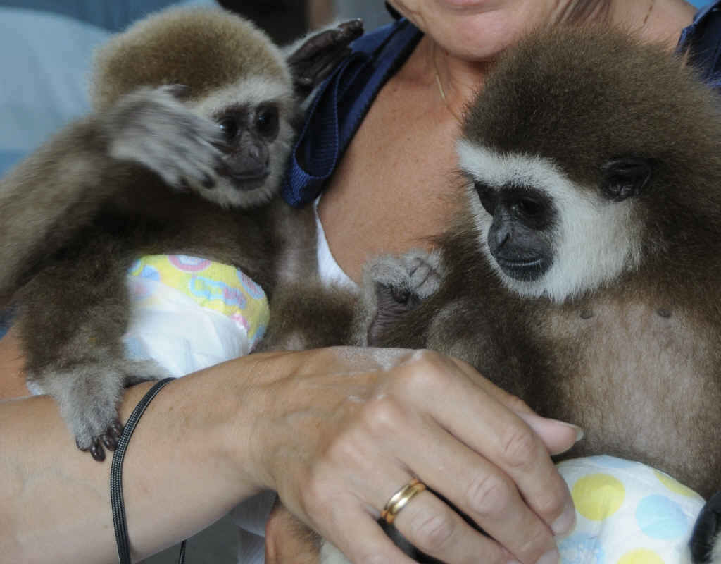 How Common Is Whooping Cough