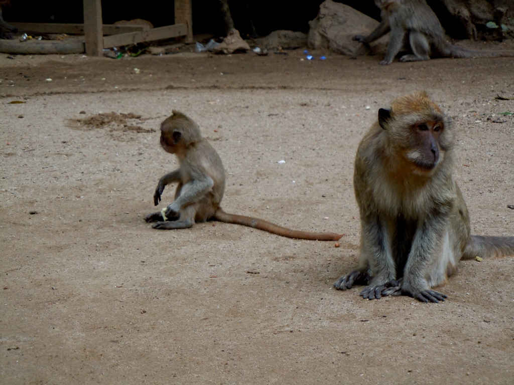 How Common Is Whooping Cough