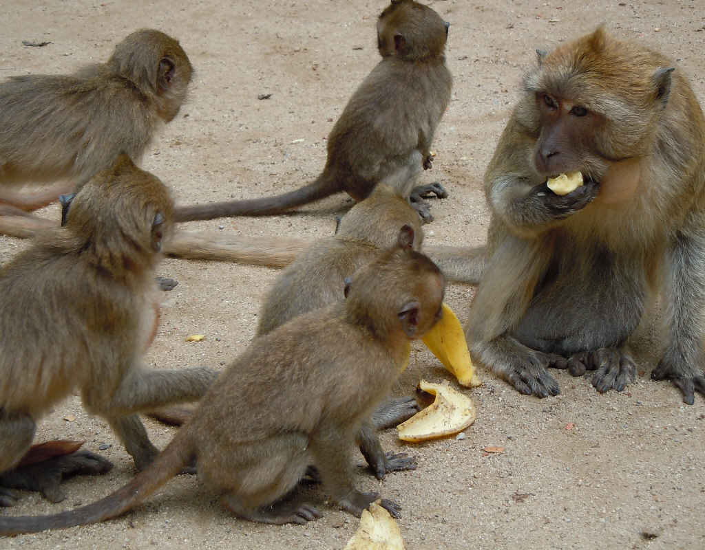 How Common Is Whooping Cough