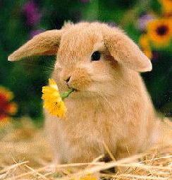 animals pallaresos: el conill