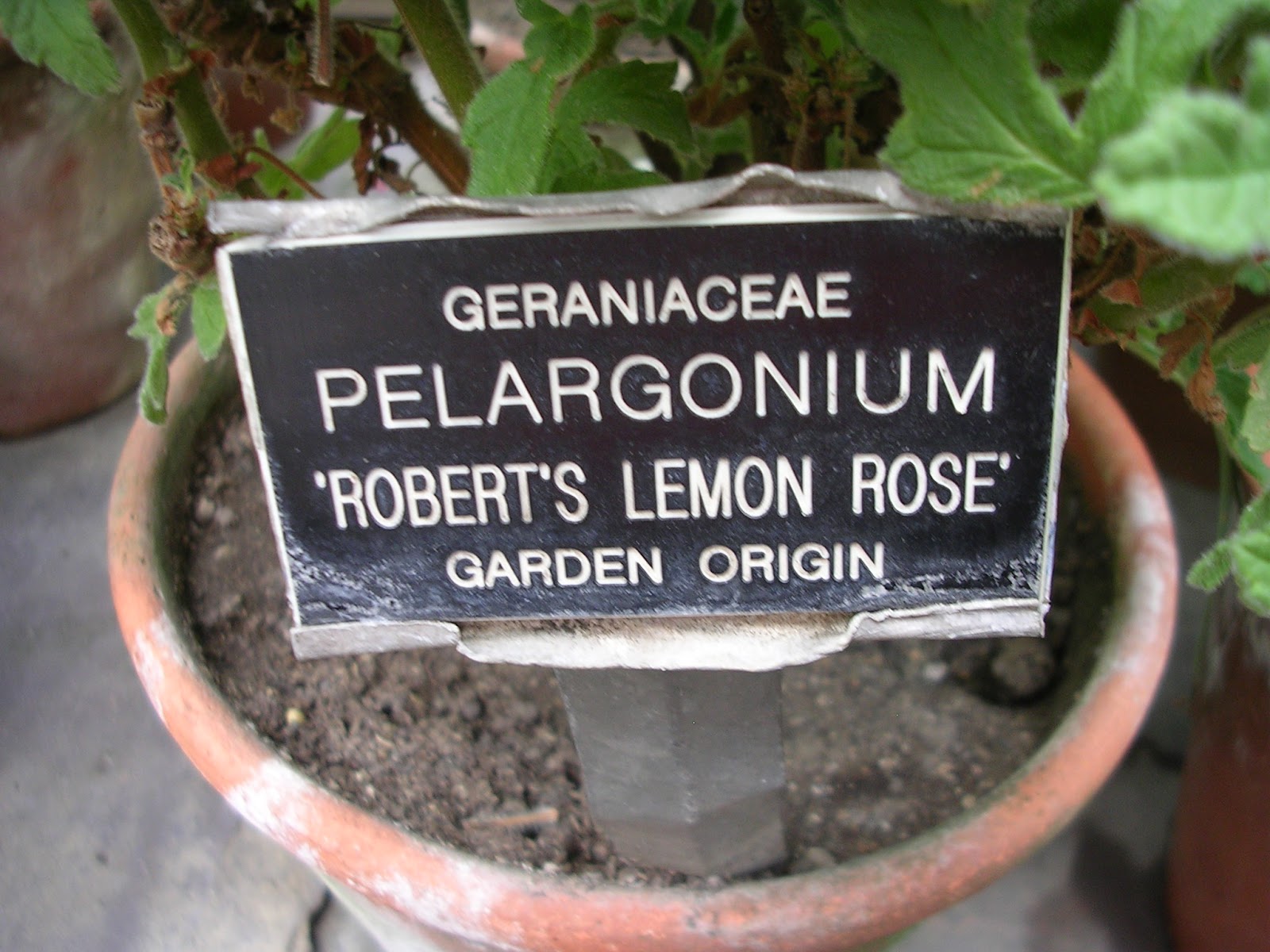 Lemon Verbena Lady's Herb Garden: Is it 'Rober's or Robert's Lemon Rose ...