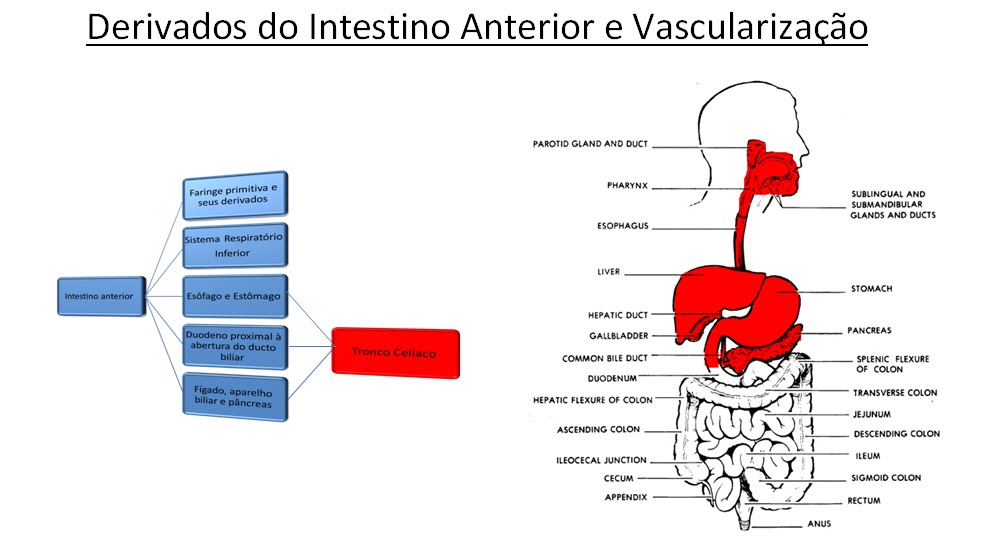 Vida de Concepto: Derivados do Intestino Primitivo e Vascularização