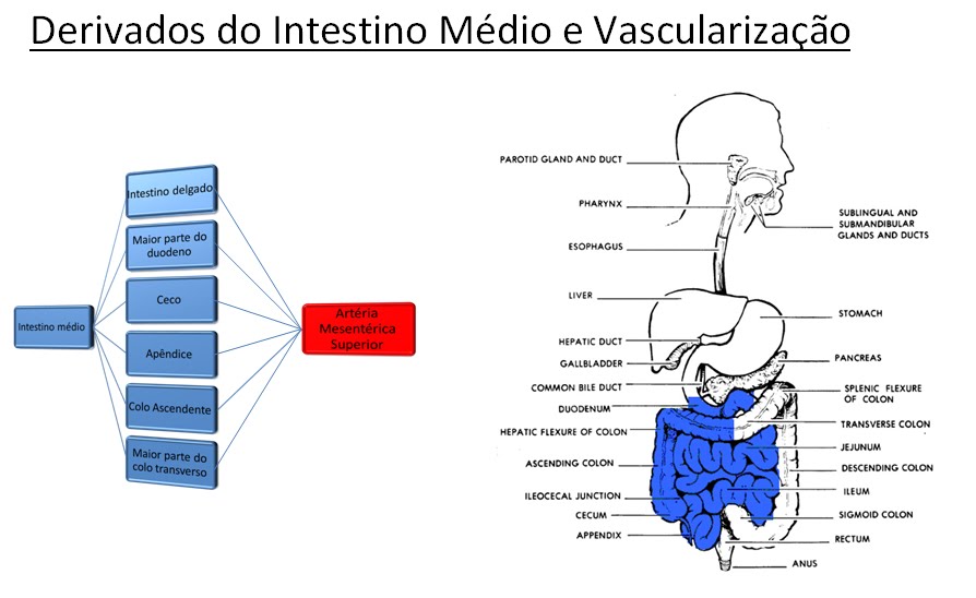 Vida de Concepto: Derivados do Intestino Primitivo e Vascularização