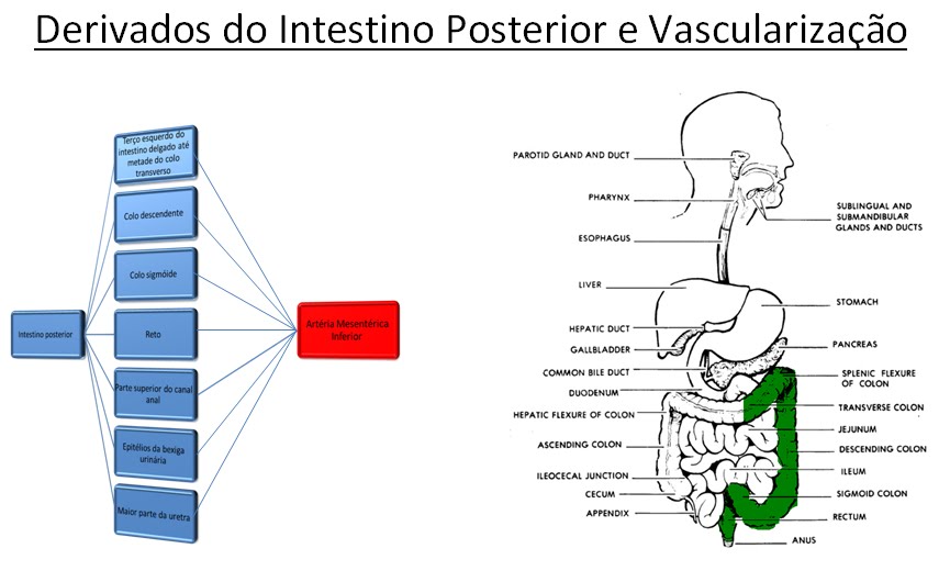 Vida de Concepto: Derivados do Intestino Primitivo e Vascularização