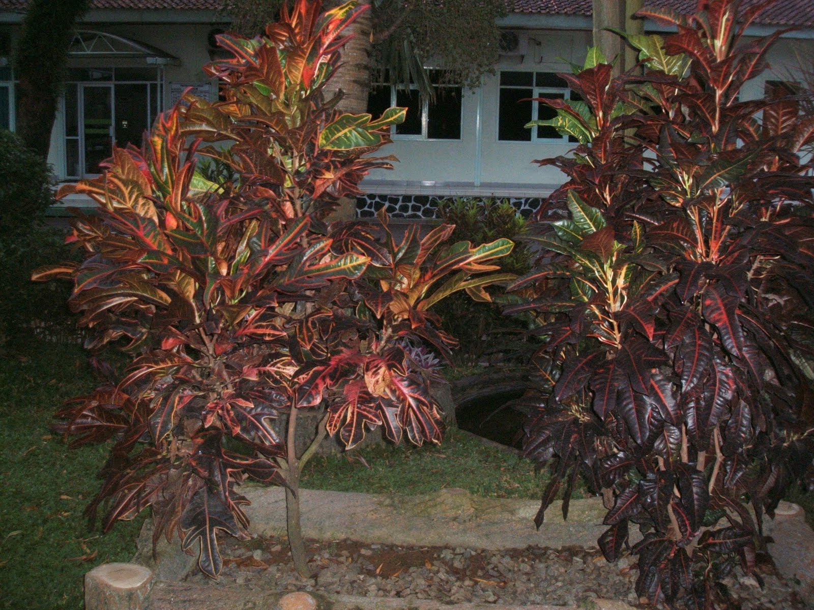 PD. MAWAR: PURING "Z"