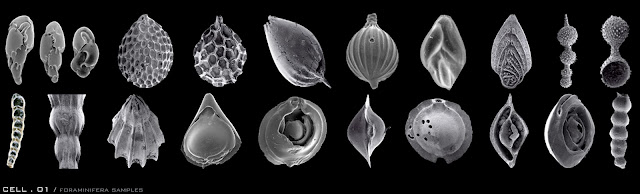 HANDAN YALKI: Cell Examples / FORAMINIFERA