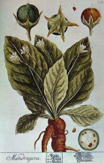 Growing Hermione's Garden: Mandragora Officinarum - Mandrake