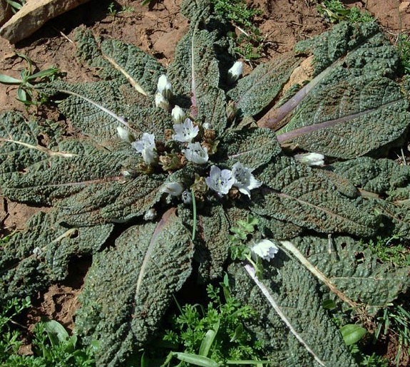 Growing Hermione's Garden: Mandragora Officinarum - Mandrake