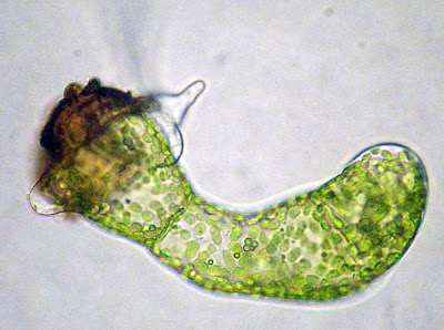 Beyond the Human Eye: The Hidden Secrets of Ferns