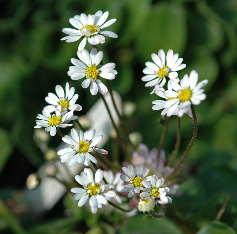 A Digital Botanic Garden: Common daisy - a postscript: the Childling Daisie