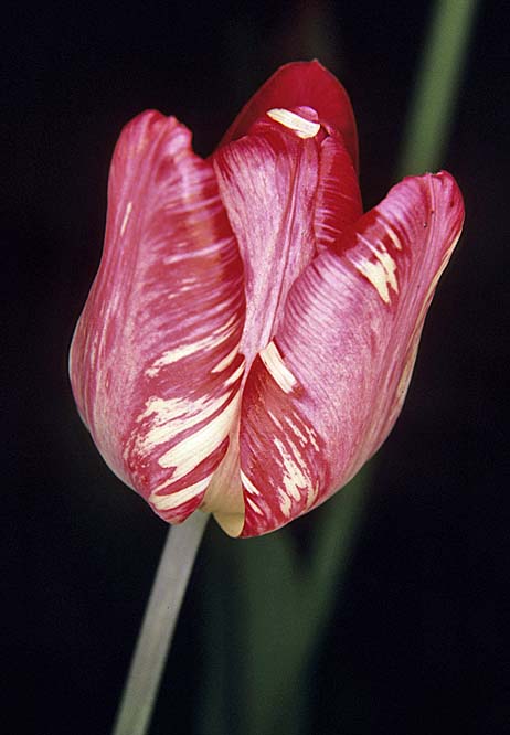 A Digital Botanic Garden: English Florists' Tulip, Tulipa sp.