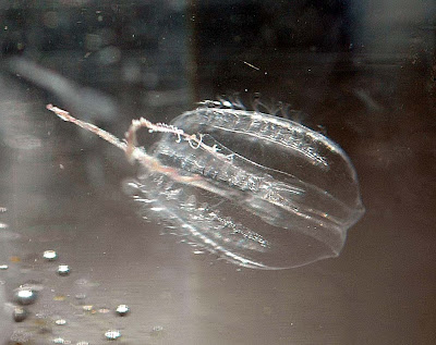 CABINET OF CURIOSITIES: Sea Gooseberries