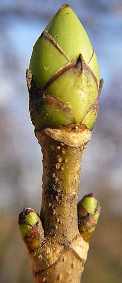 CABINET OF CURIOSITIES: A Tree-spotter's Guide to Buds: part 1