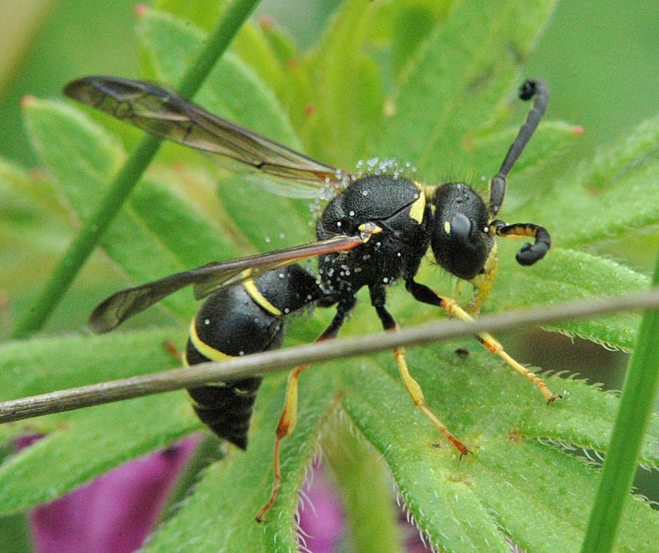 CABINET OF CURIOSITIES: Buried Alive