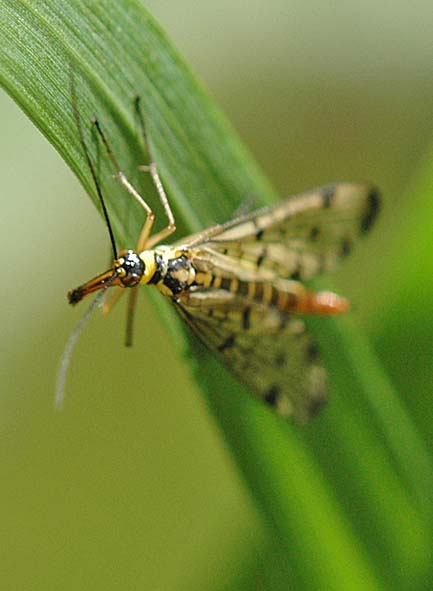 CABINET OF CURIOSITIES: Scorpion Without a Sting in its Tail