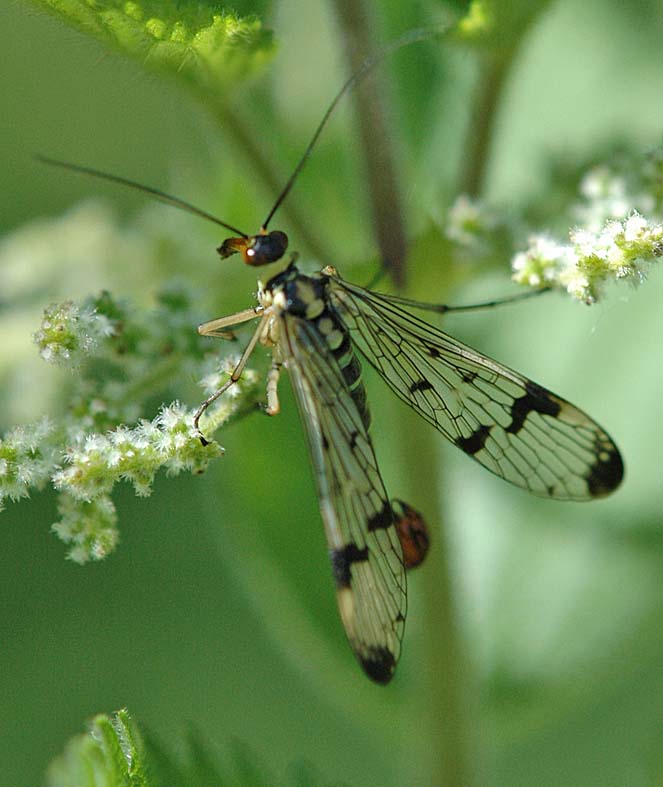 CABINET OF CURIOSITIES: Scorpion Without a Sting in its Tail