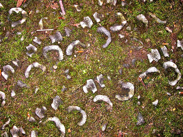 CABINET OF CURIOSITIES: The Knuckle Bones of Allen Banks