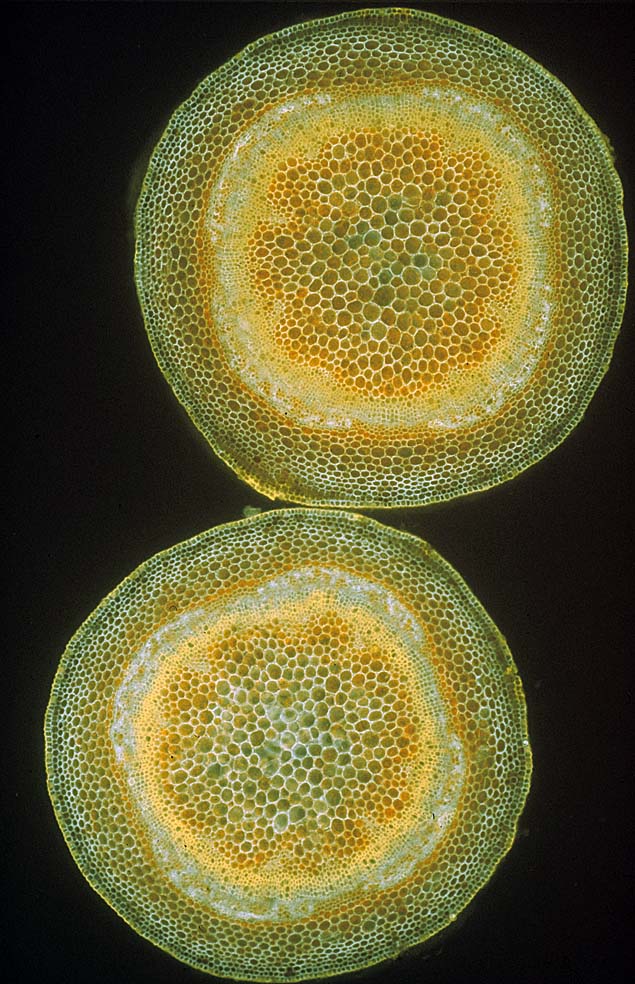 Beyond the Human Eye: Trees: the Inside Story