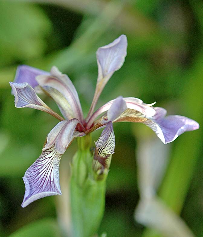 A Digital Botanic Garden: Stinking iris,Iris foetidissima