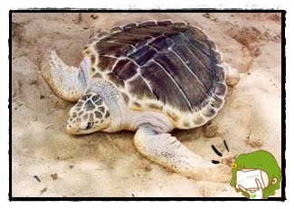 Kawasan Pendaratan Penyu Mengikut Spesies Dimalaysia - historyploaty