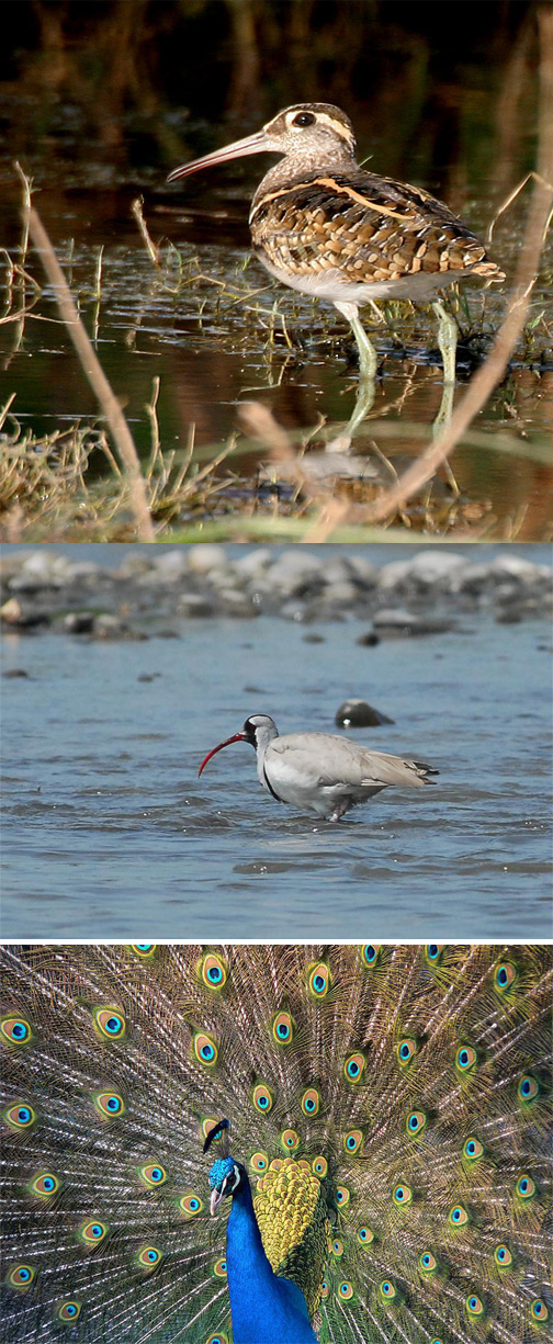 * Black-headed Ibis Threskiornis melanocephalus