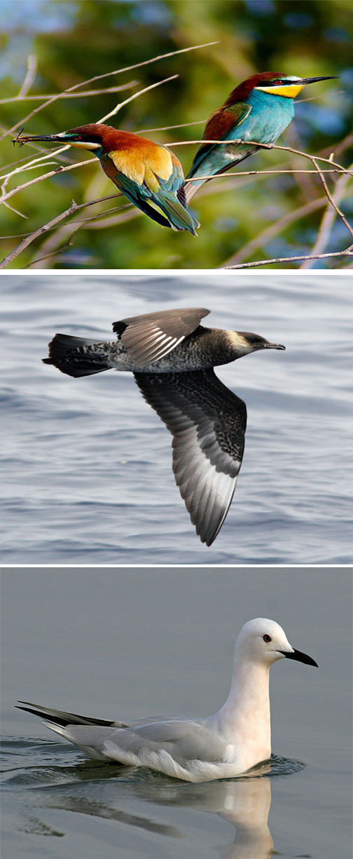 * Great Northern Loon Gavia immer