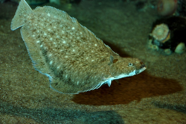 El lenguado: maestro del camuflaje : Planeta Thalassa
